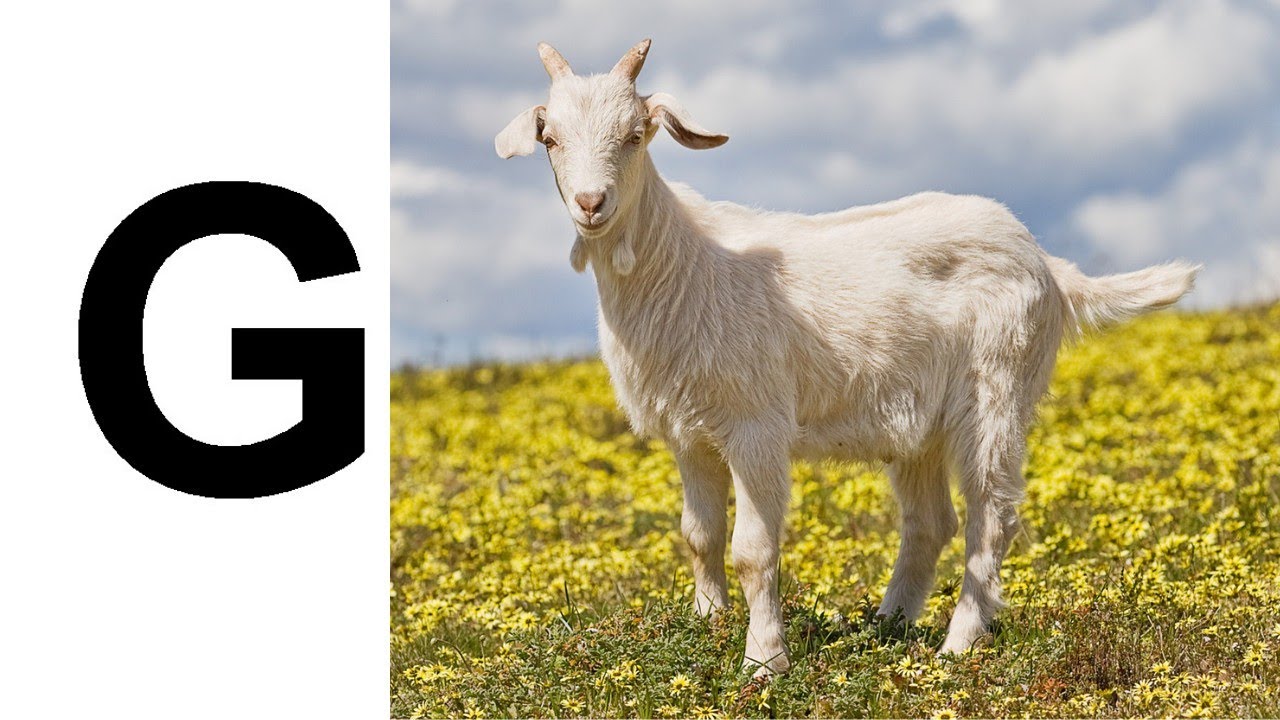 G for Grapes 🍇 G For Good G For Goal 🥅 G For Girl Next Alphabet word is ...