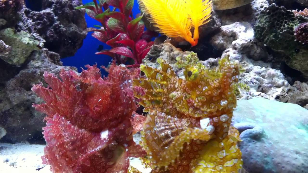 Red Rhinopias gets a snack - YouTube