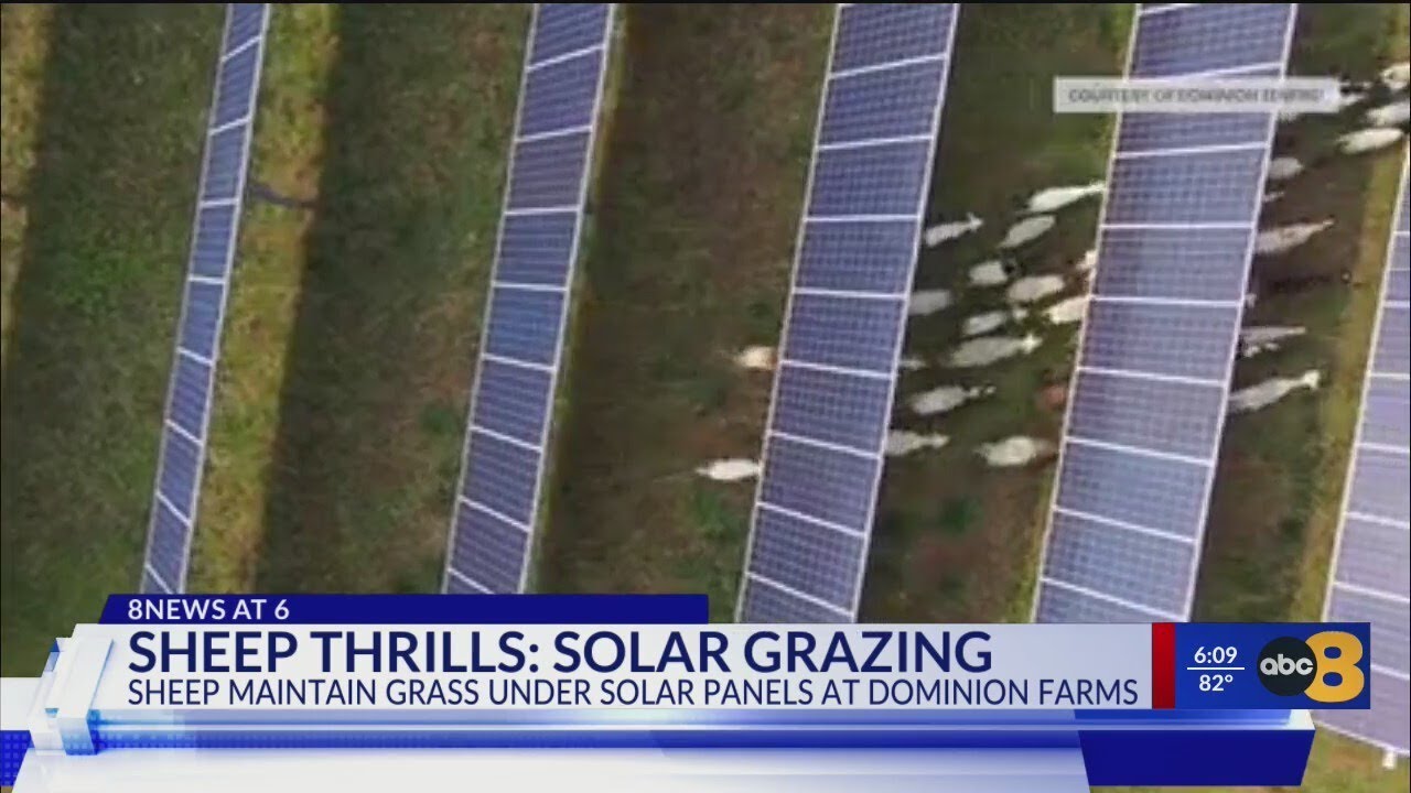 Dominion using sheep to maintain grass under solar panels - YouTube