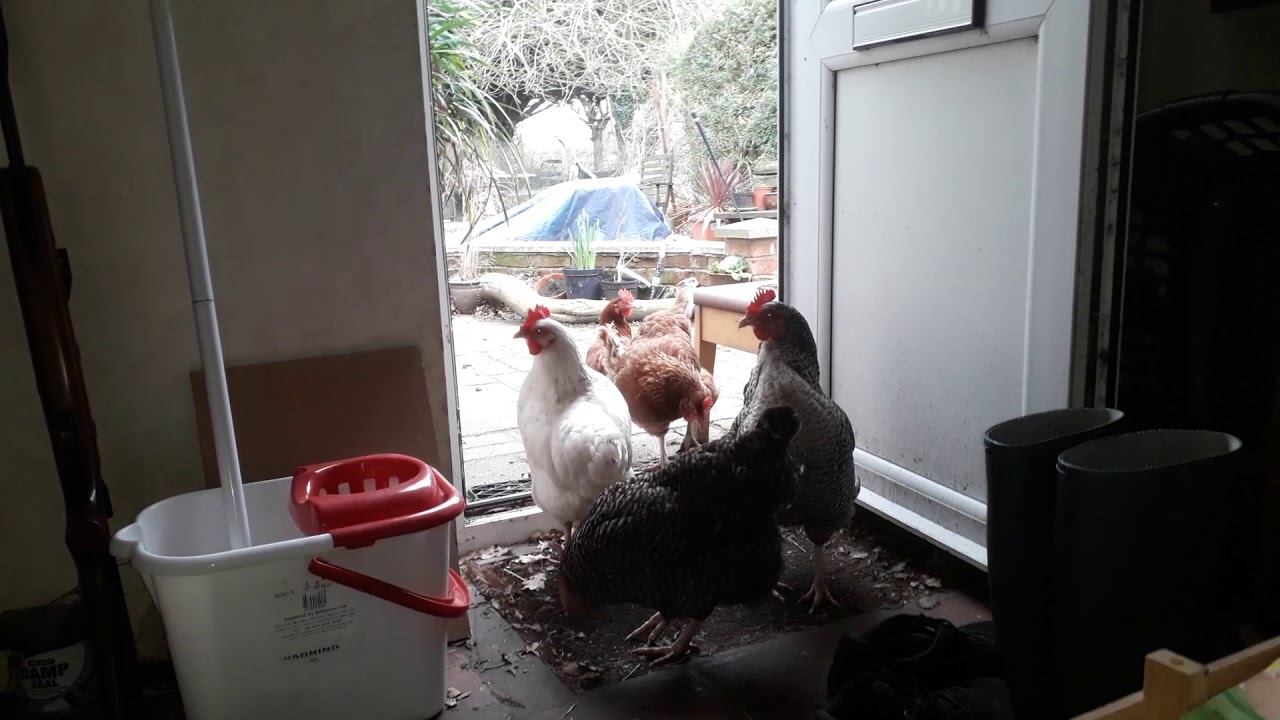 Encore une Fois - Chicken Bop - YouTube