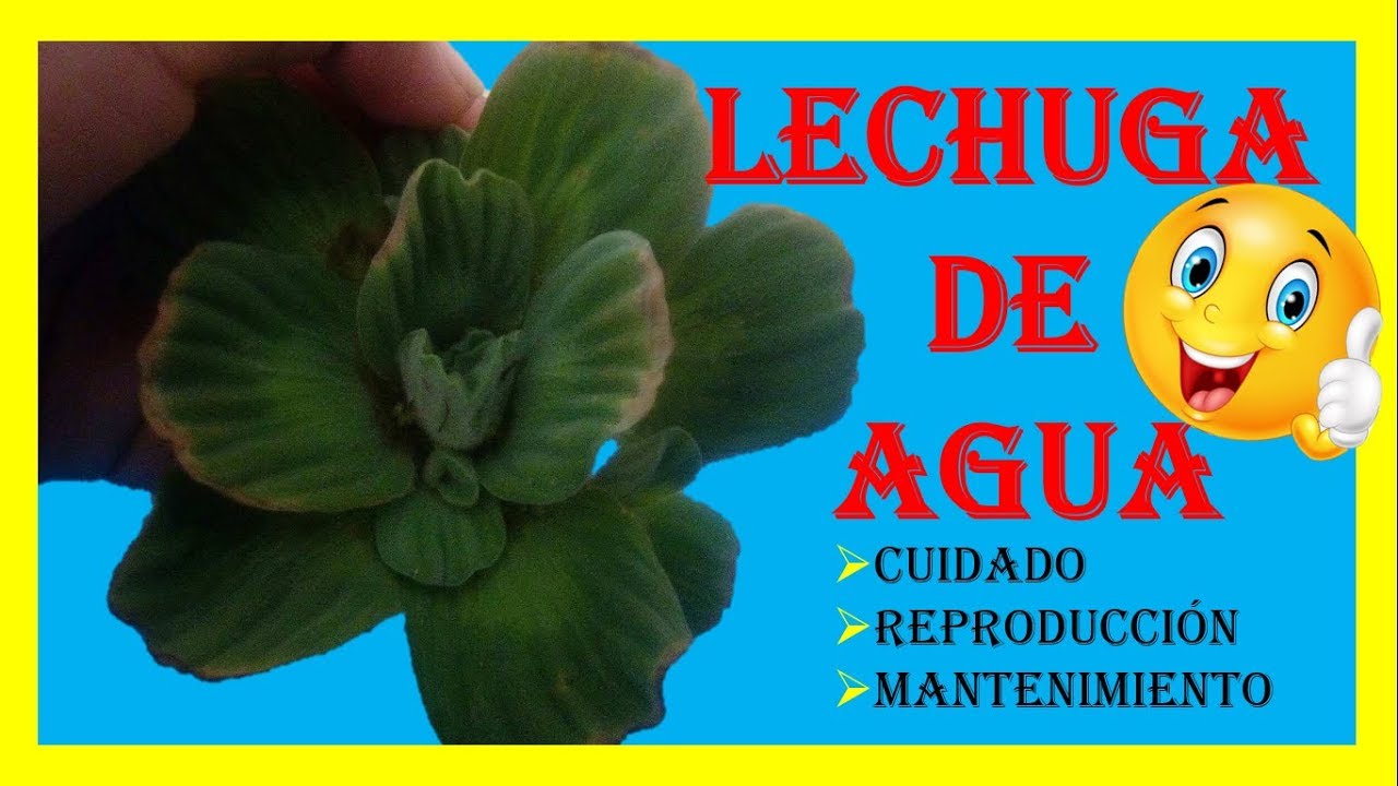 LECHUGA DE AGUA 🌱 CUIDADO, REPRODUCCIÓN Y MANTENIMIENTO 🤩 - YouTube