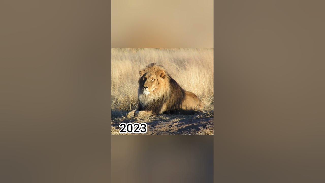 2023 lion and 200 bce lion 😳 //mythology// #shorts #youtubeshorts - YouTube