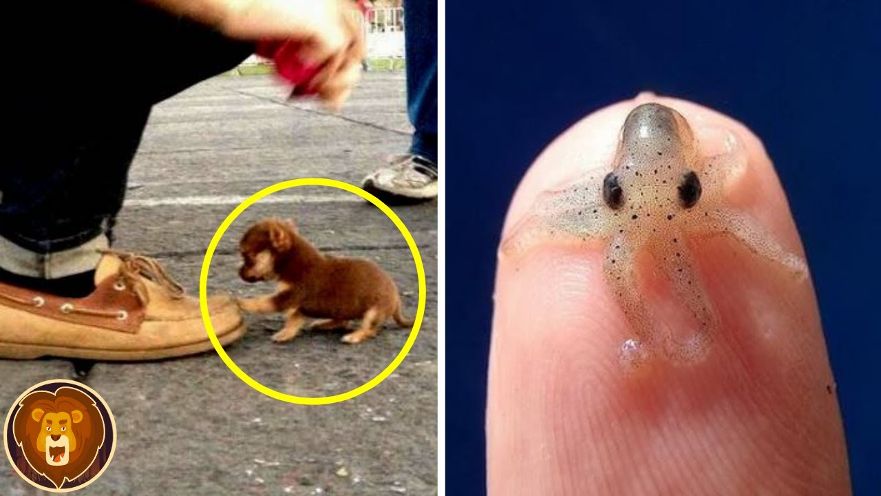 Die 14 kleinsten Tiere der Welt - YouTube