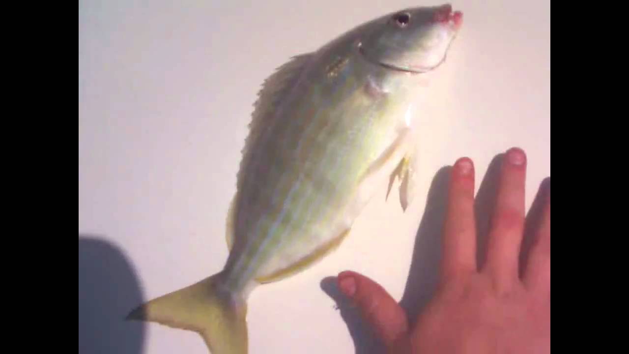 World Record Perch... - YouTube