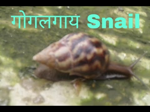 गोगलगाय Gogalgai. Big size Snail - YouTube