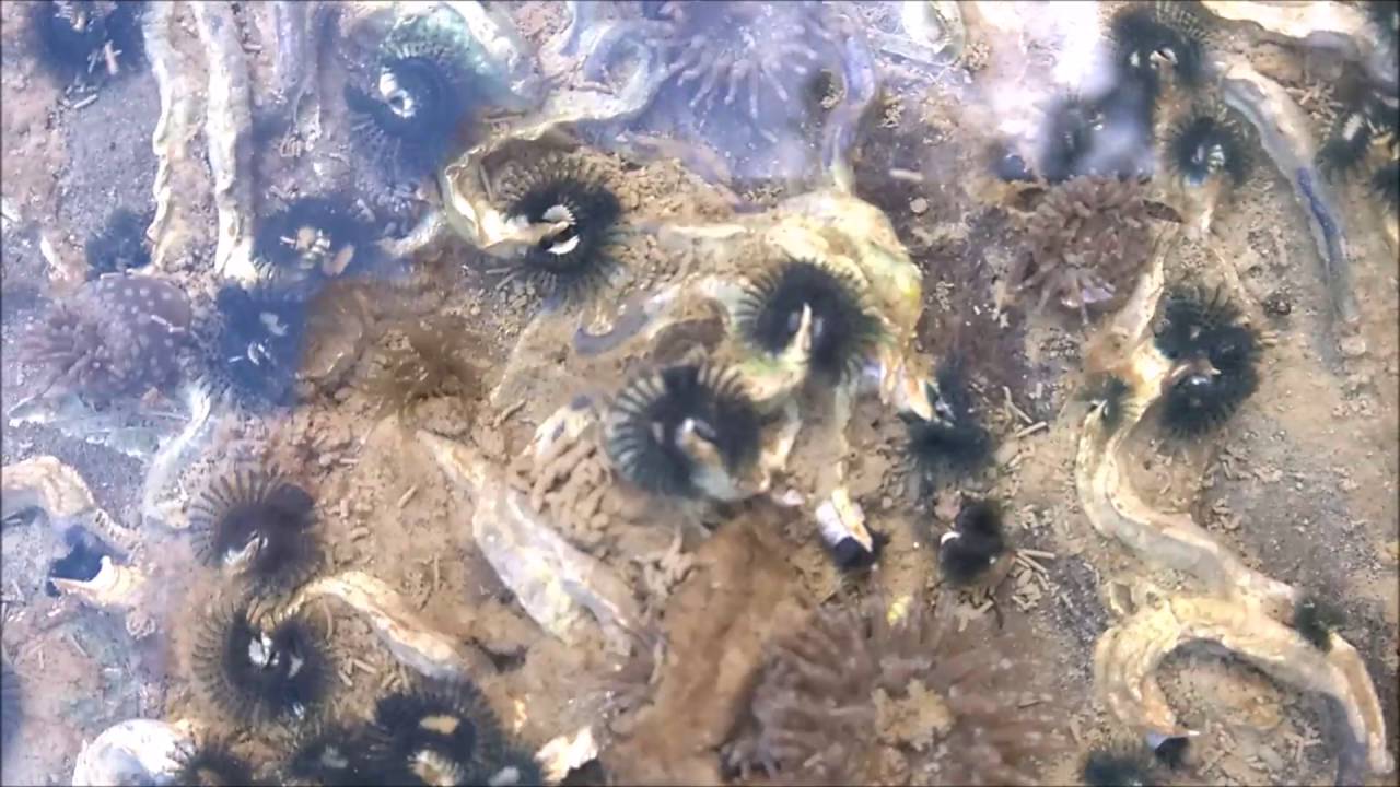 Tide pools Auckland for youtube - YouTube