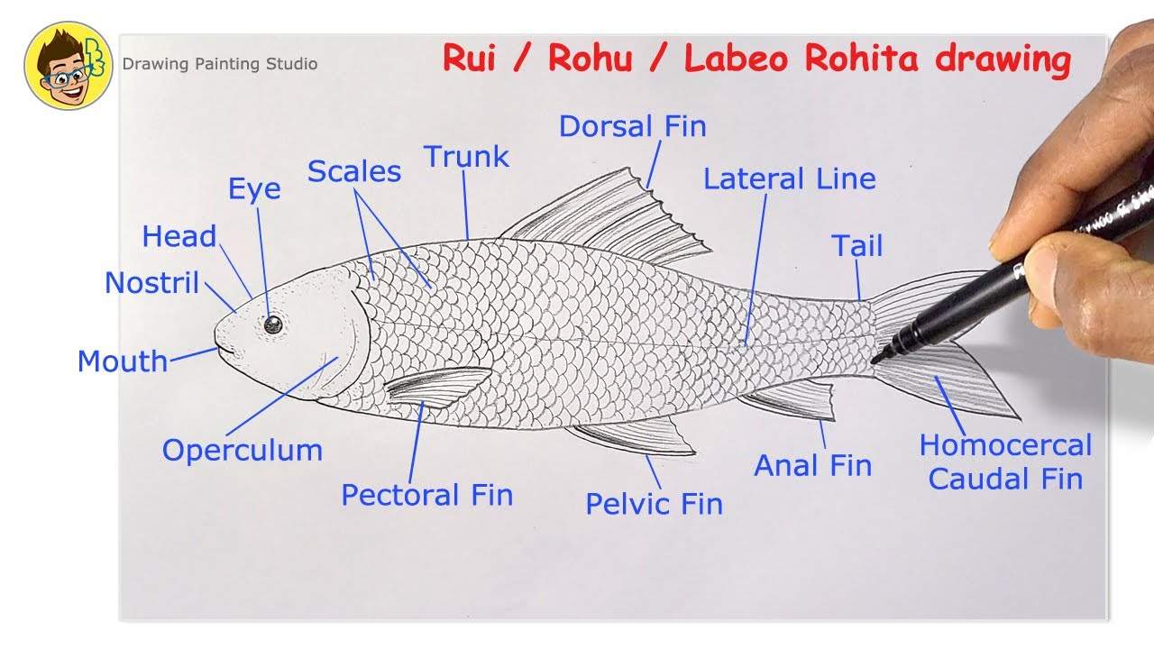 How to Draw Labeo Rohita for Life Science exam | Easy Rohu Fish Drawing ...