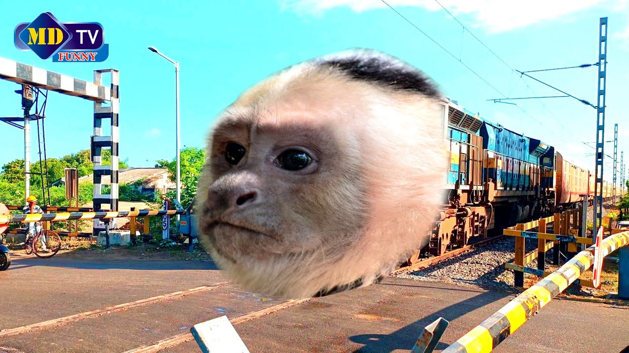 funny train video | monkey video funny | funny monkey videos 2022 ...