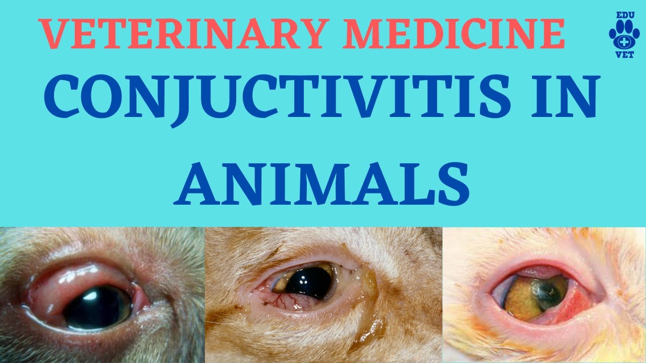 VMD--Conjunctivitis in Animals - YouTube