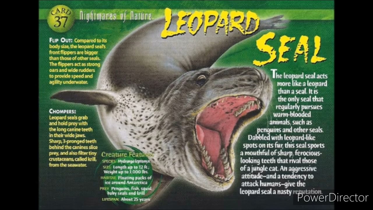 leopard seal sound effects - YouTube