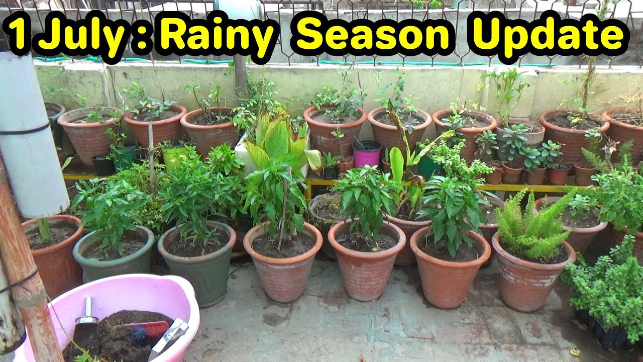 1 july | Rainy Season Garden upgrading | tropical garden renovation ...