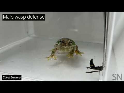 Genital spines keep a male wasp from becoming a frog’s snack | Science News