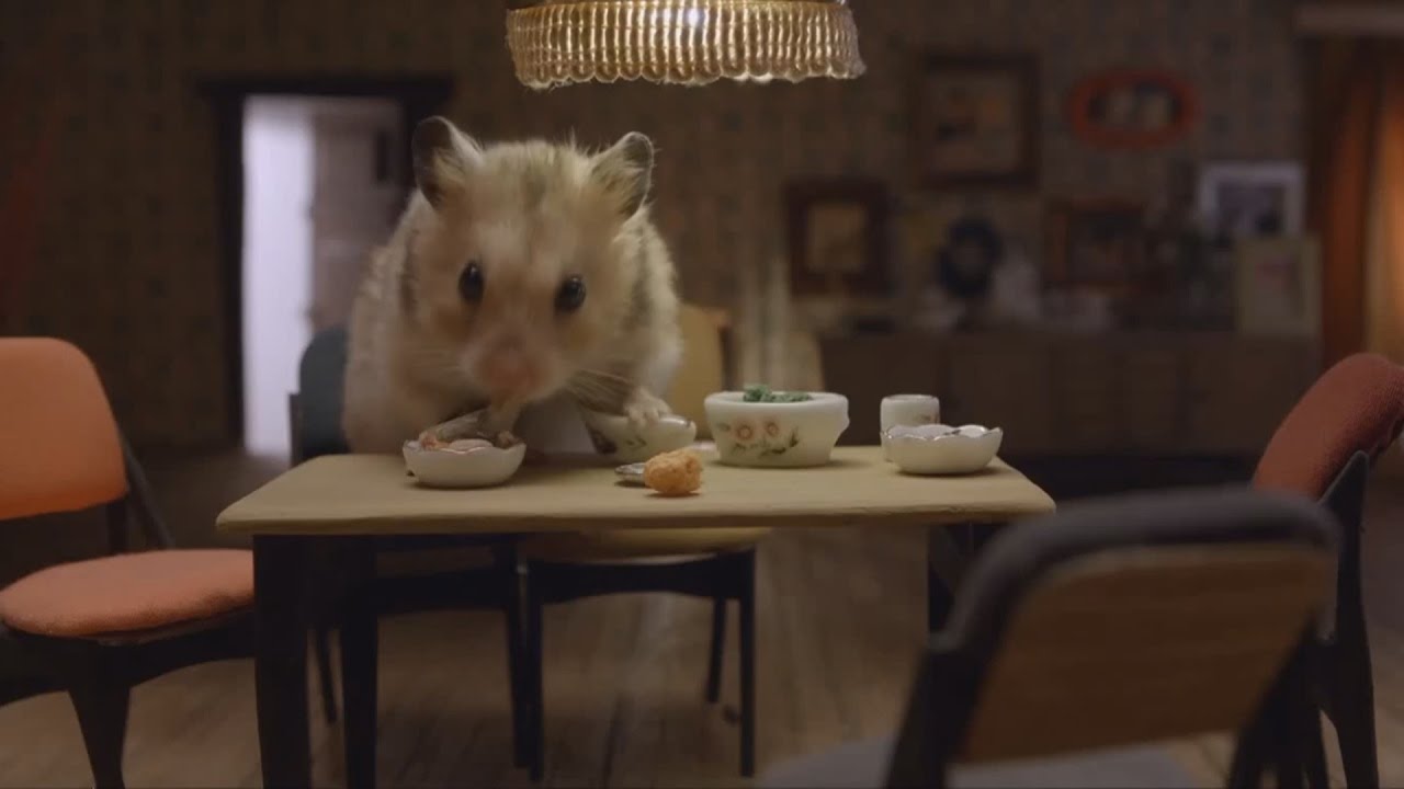 Funny short film for children * Hamster's family - YouTube