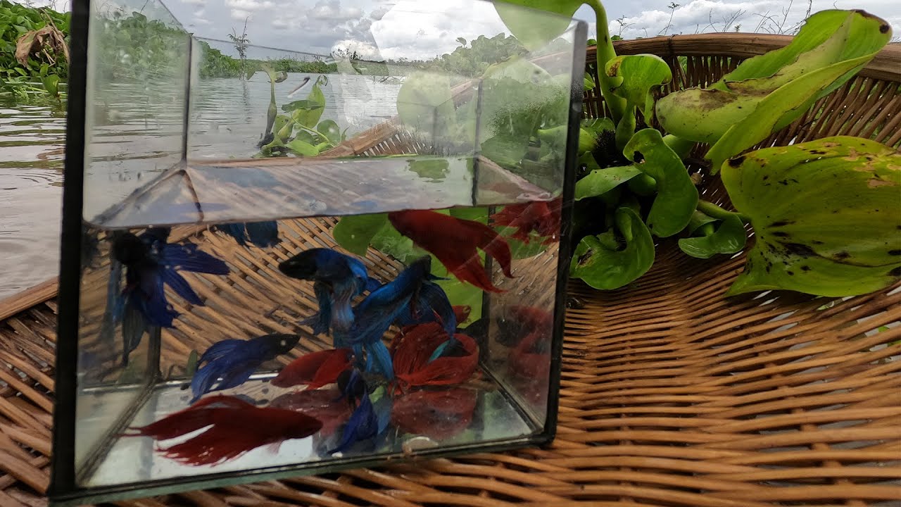 Amazing betta fish hunting| Caught all beautiful Halfmoon betta - YouTube