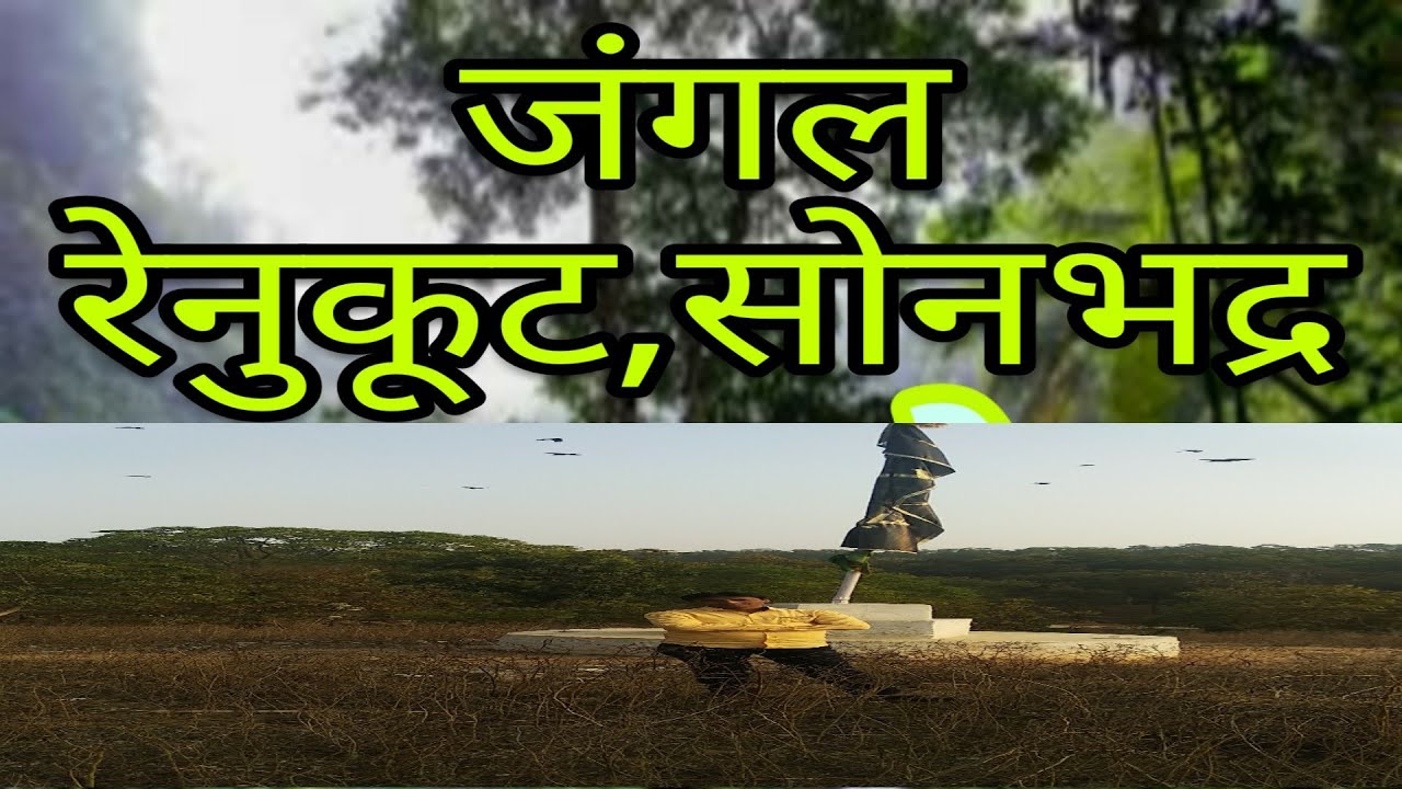 Jungle || Renukut,Sonbhadra || Uttar Pradesh || Forest of Uttarpradesh ...