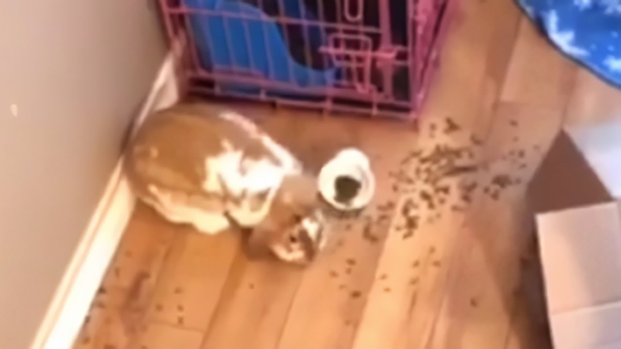 Bunny rabbit makes a huge mess every time she is fed - YouTube