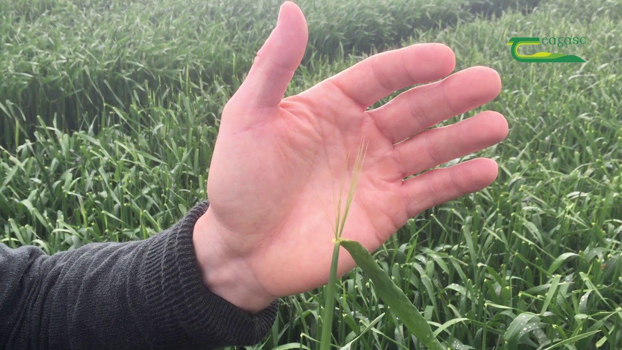 Timing of the final fungicide in barley - YouTube