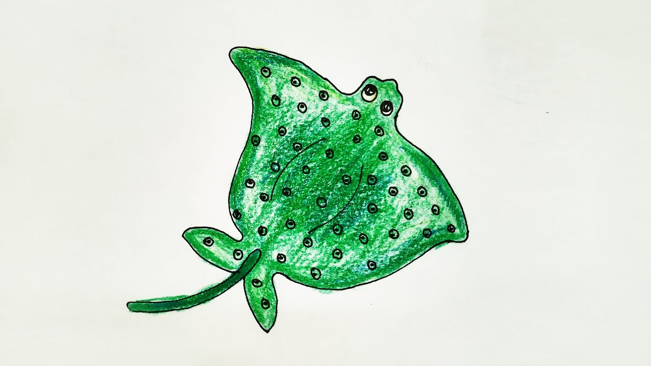 How to draw a stingray easy step by step - Shapla pata mach - YouTube