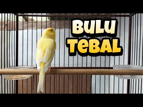 Kenari Bulu Tebal Gacor Dor Buat Pancingan ‼️