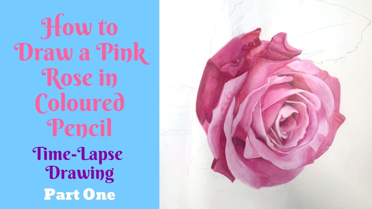 How to Draw a Pink Rose in Coloured Pencils - Part 1 - YouTube