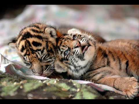 Help end the poaching of tigers!!! - YouTube