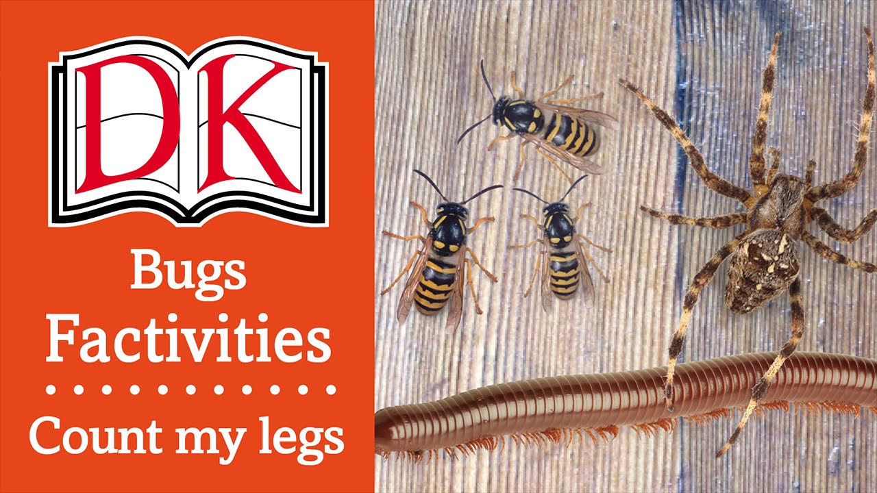 Quiz: Bugs—Count My Legs! - YouTube