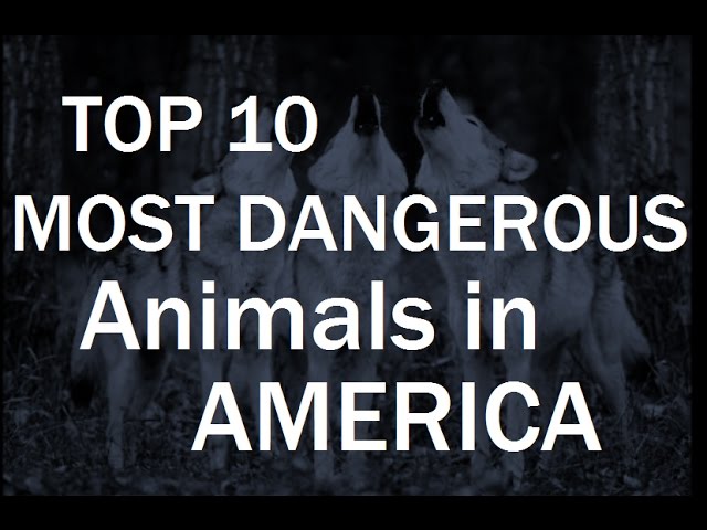 Most Dangerous Animals In America Most Dangerous Animal In USA