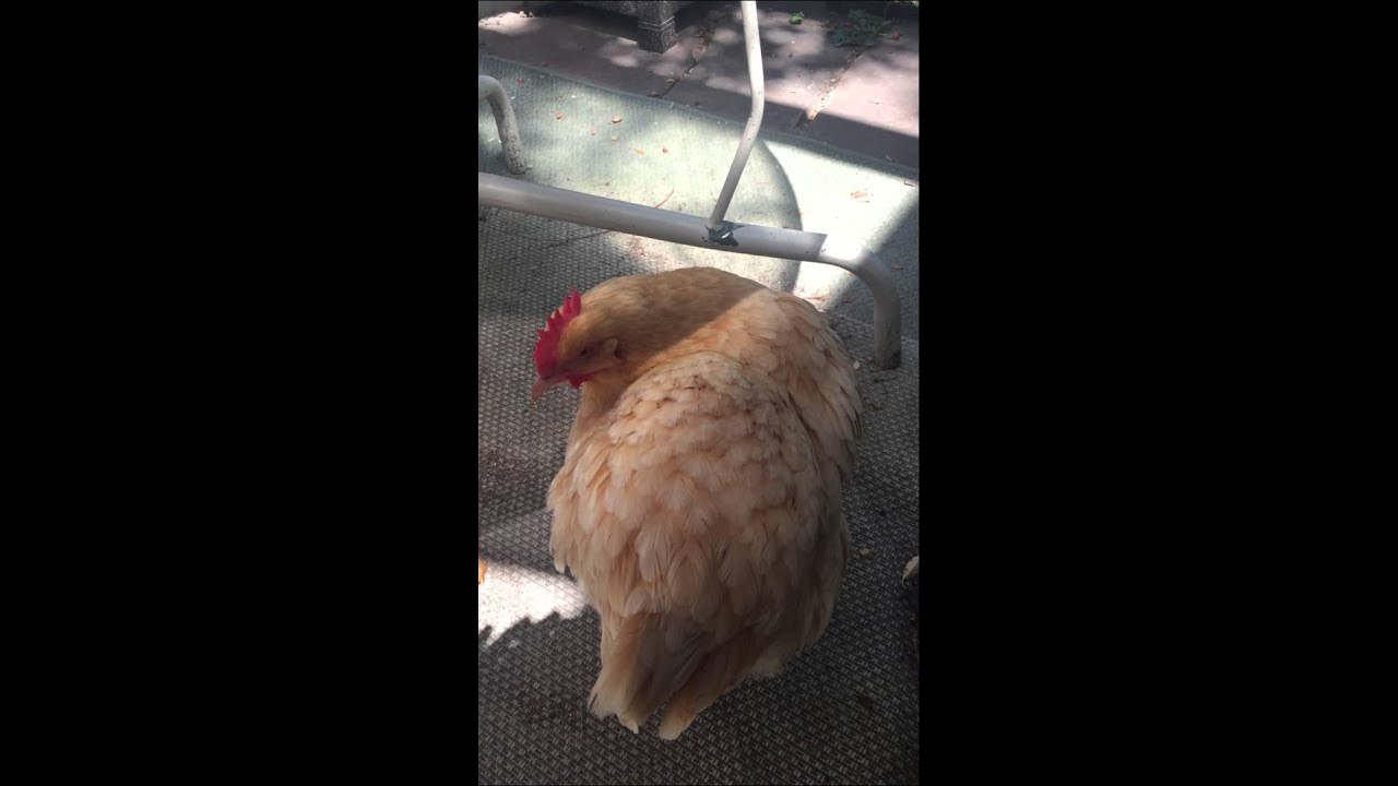 Relaxing Video of Chicken Preening Herself - YouTube