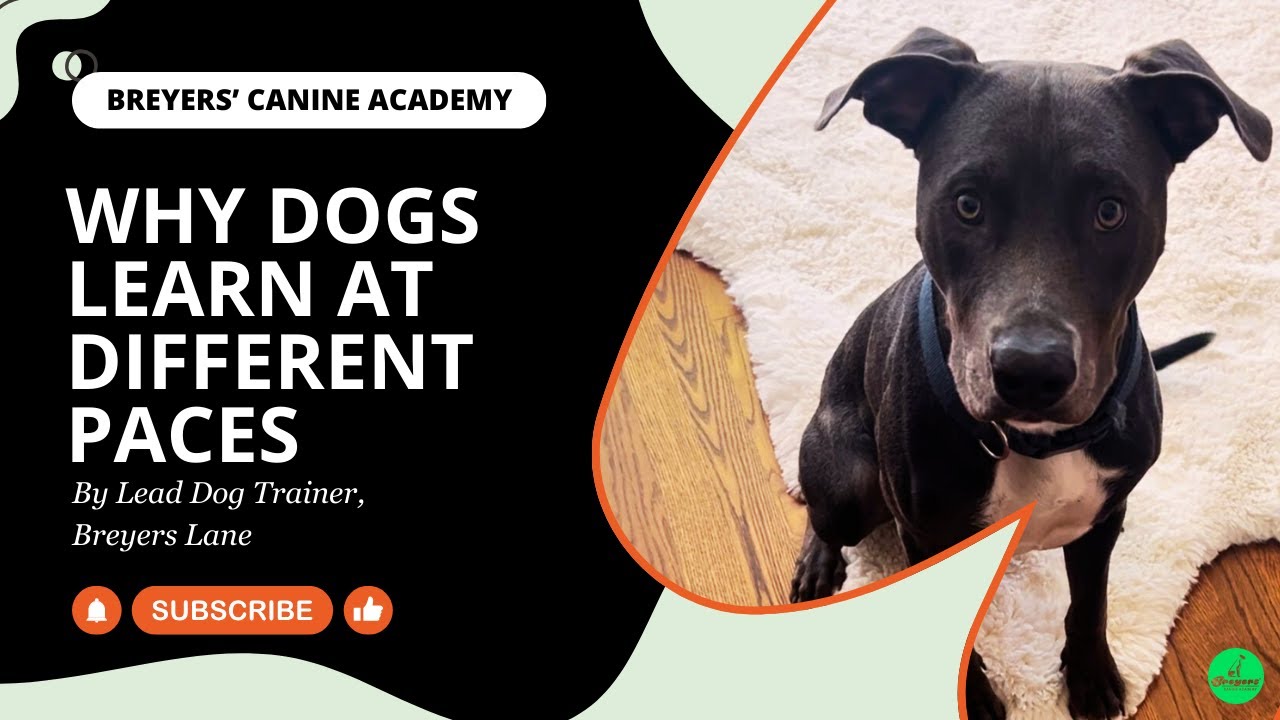 Why Dogs Learn at Different Paces: Understanding Your Canine Companion ...