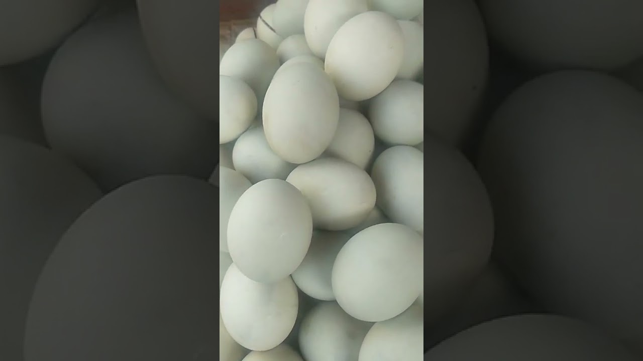 Balut || Penoy || Itlog #shorts #egg #yummy - YouTube