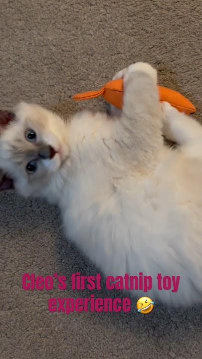 Ragdoll Kittens first experience with a catnip toy! #ragdollkittens #kittensplaying # ...