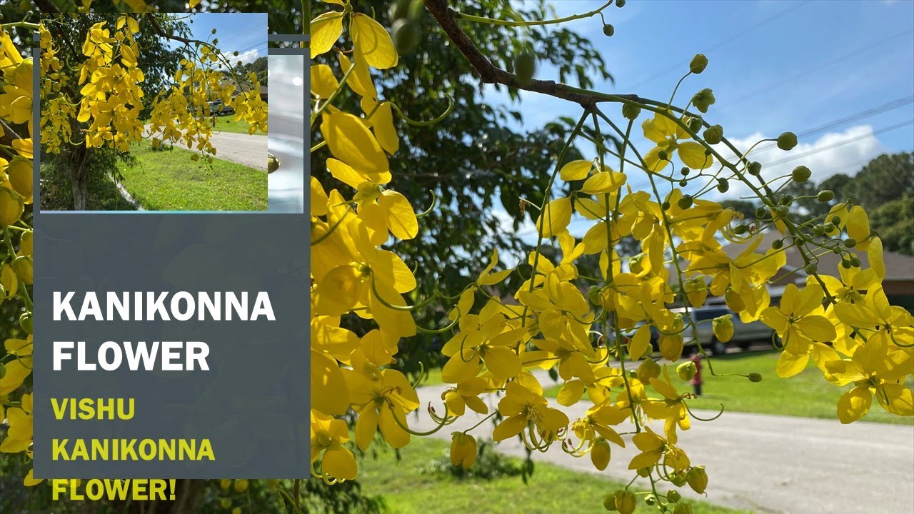 Kanikonna Flower! - YouTube