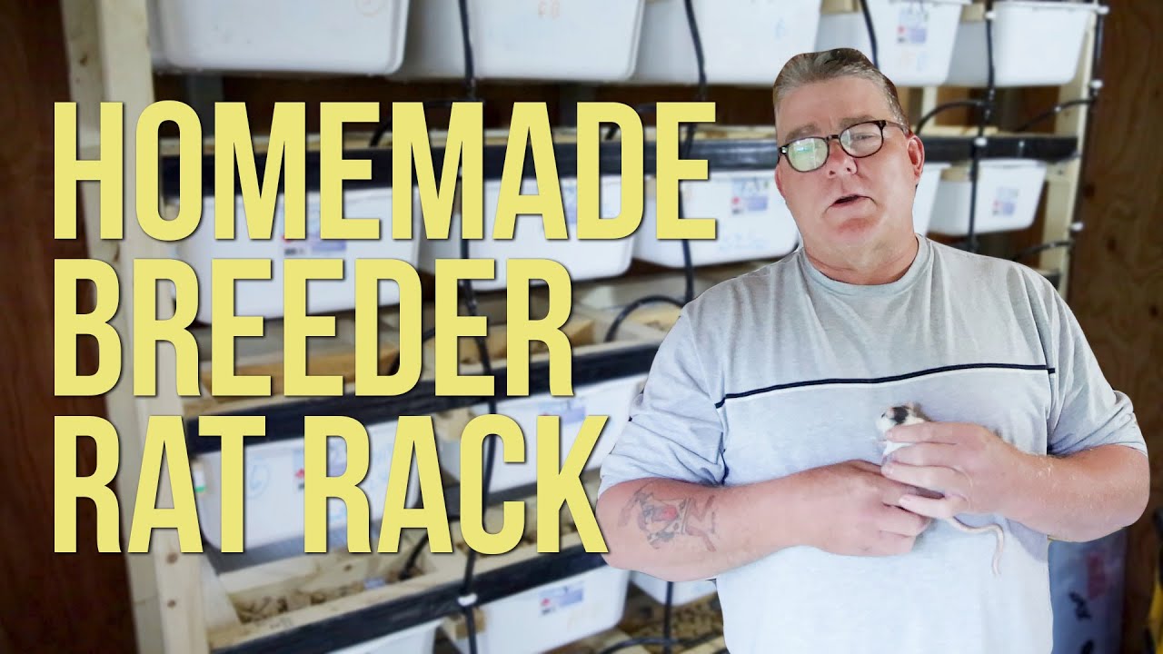 OUR CUSTOM HOMEMADE RAT RACK! || BREEDER RATS - YouTube