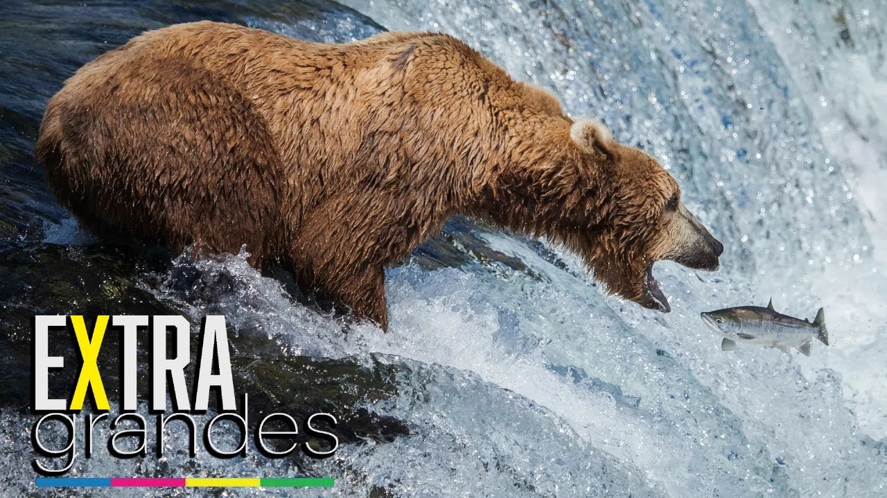 Oso Babas – Extra Grandes #202 - YouTube