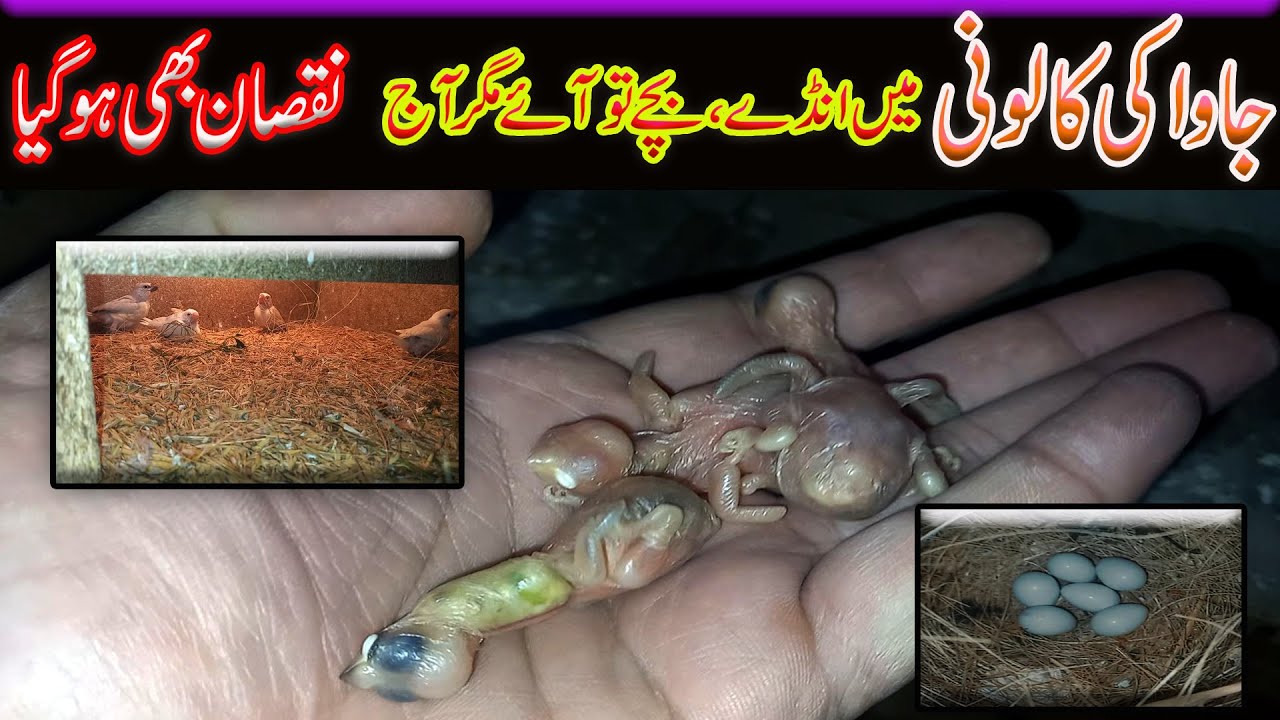 Java Sparrow Breeding Progress in 2023|| - YouTube
