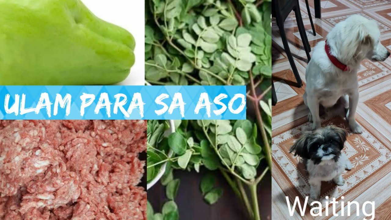 Simpleng pagluto ng ulam para sa aso #furmom #simplerecipe - YouTube