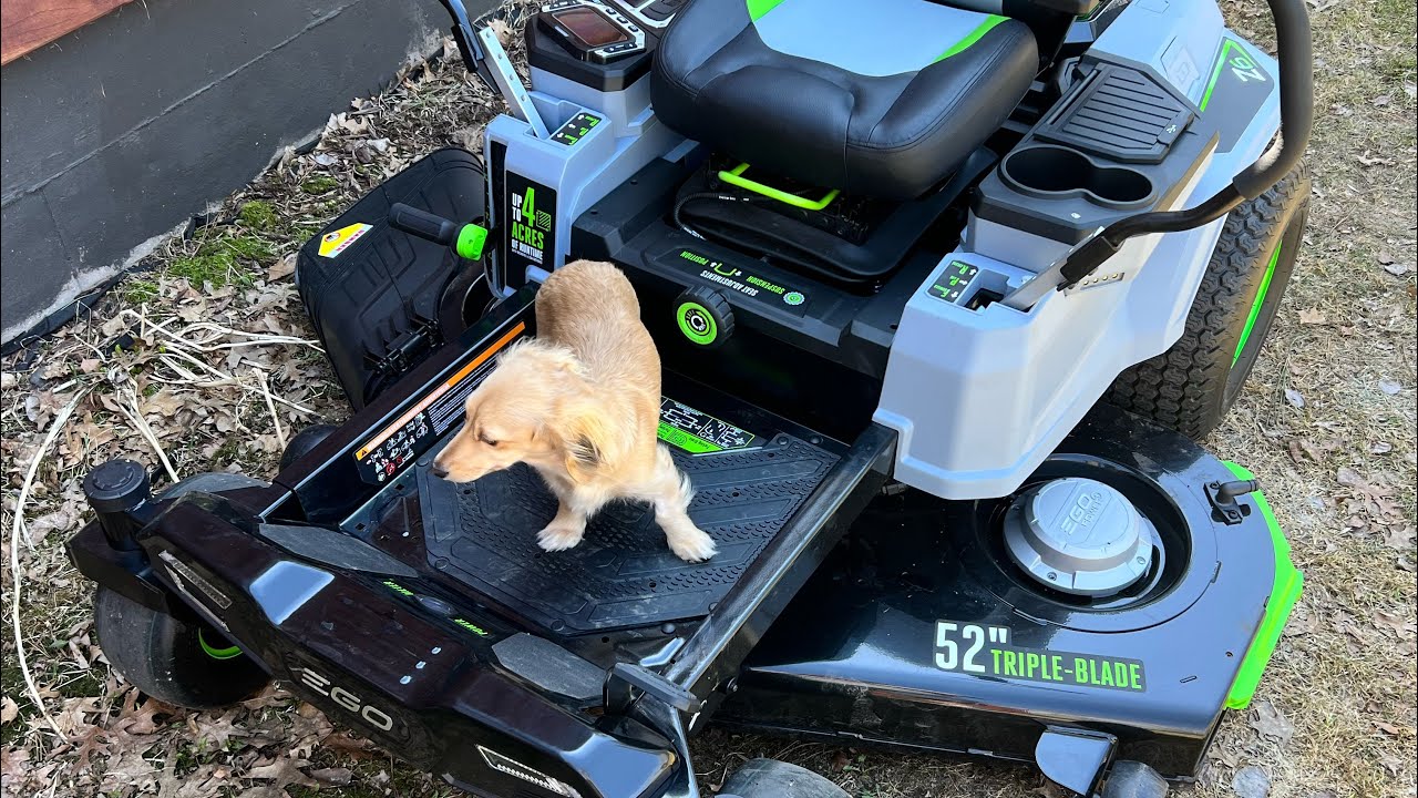 Z6 EGO 52” Zero Turn Longhair Dachshund Joyride One Handed - YouTube