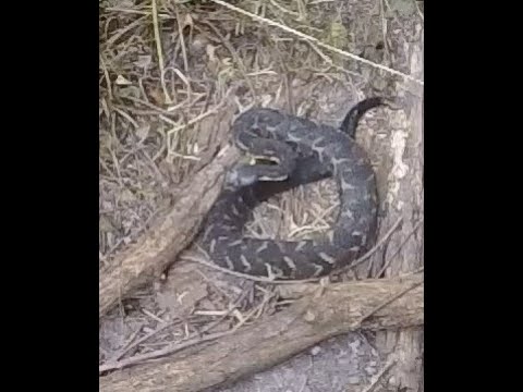 Finding timber rattlesnakes in Kentucky and Tennessee - YouTube