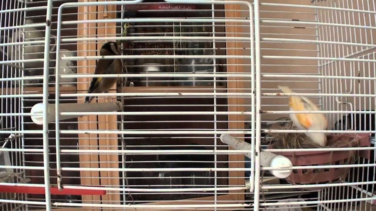 Couple Chardon-Canaris - YouTube