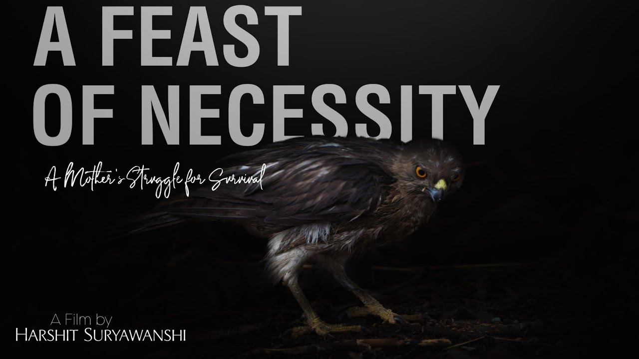 🪶A Feast Of Necessity | Shikra Bird | Shikra Documentary | Shikra Bird ...