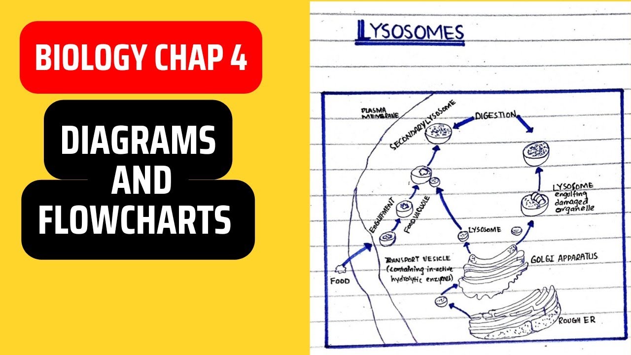Handmade diagrams+flowcharts of Chap 4 Biology class 11 #fsc #biology # ...