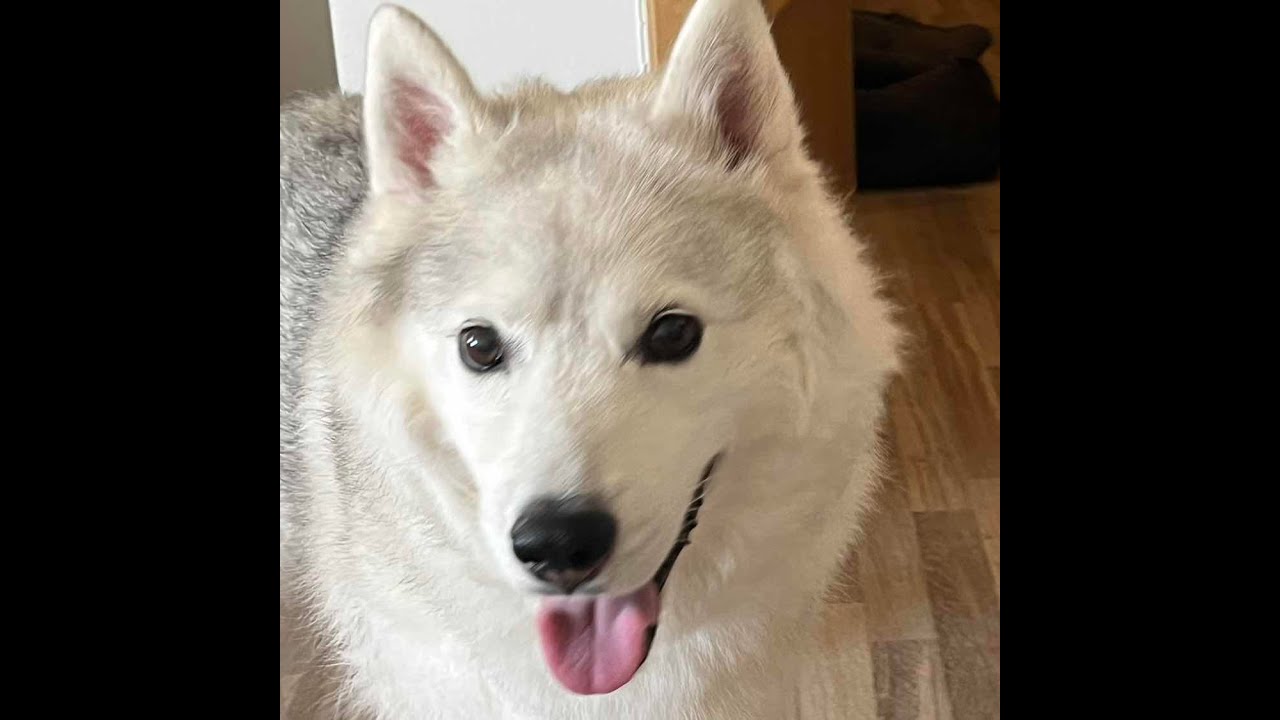 LIVE: two Siberian Huskies morning routine #husky #huskies - YouTube