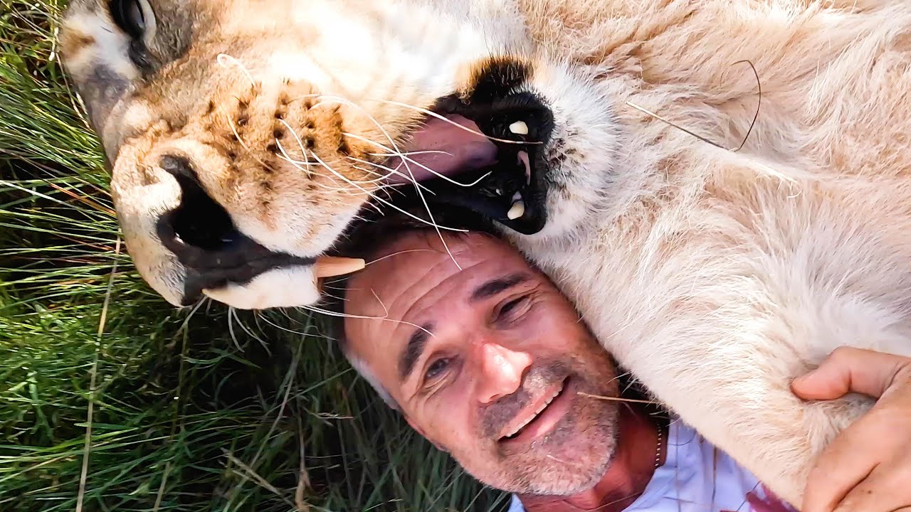 Do Lions FART? | The Lion Whisperer - YouTube