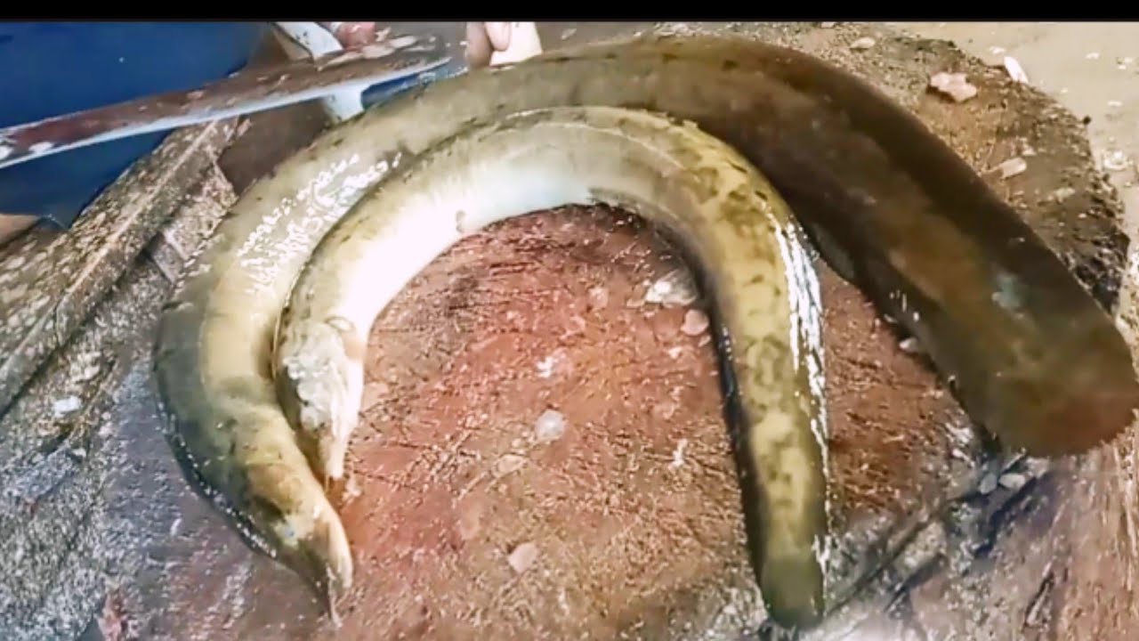 Amazing Giant Baim Fish Cutting In Bangladesh| Fish Cutting Skills ...