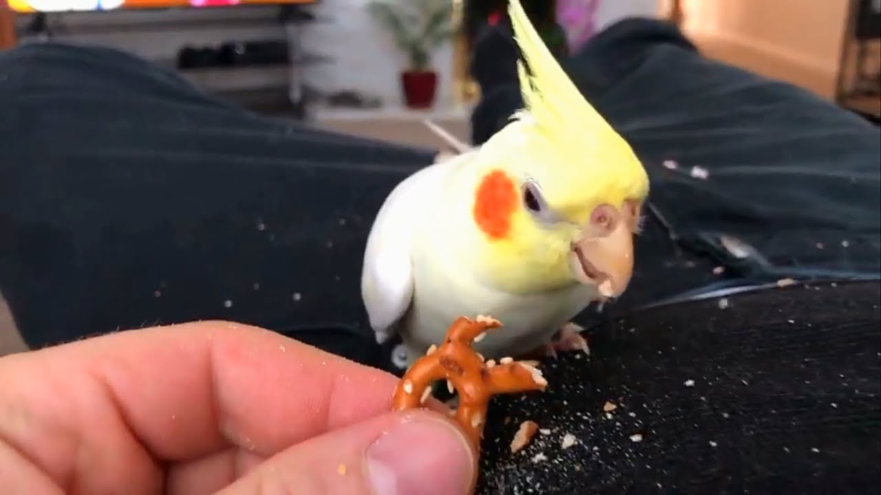 💗 Aww - Funny and Cute Animals Compilation 2020 💗 - YouTube