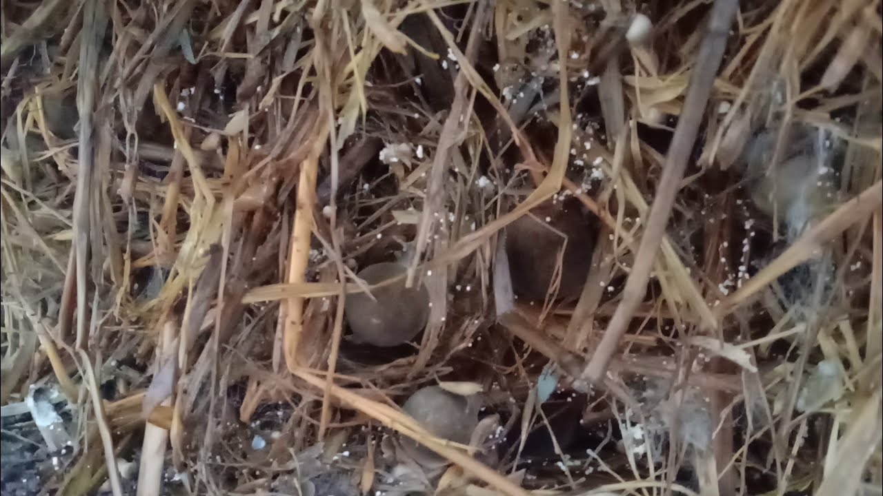 2nd harvest ng Kabuteng saging sa dayame - YouTube