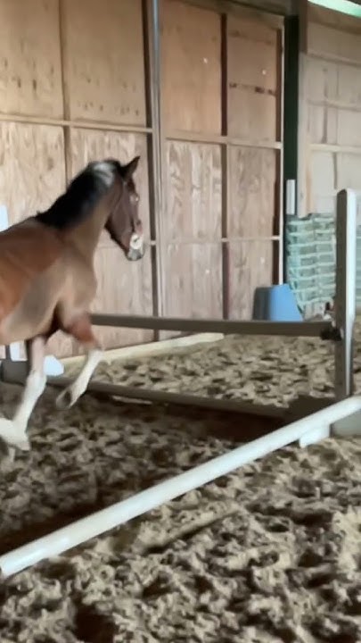 See how high my 6 year old can jump? 3ft?! - YouTube