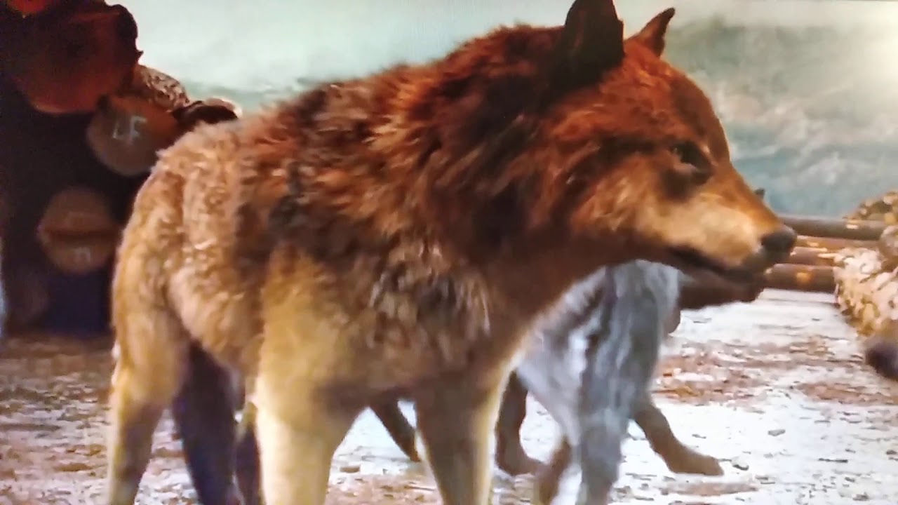 Twilight Wolves-Animals - YouTube