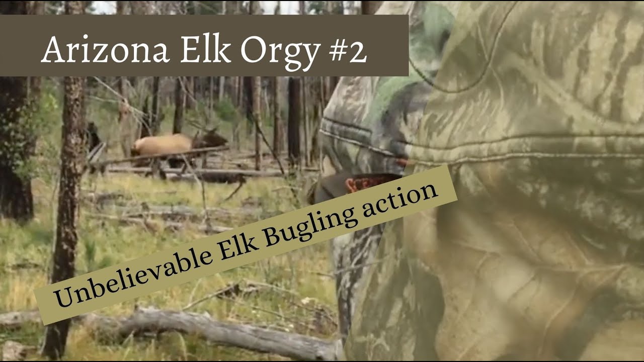 2019 Elk Orgy Highlights #2 --Unbelievable Elk bugling action. Listen ...