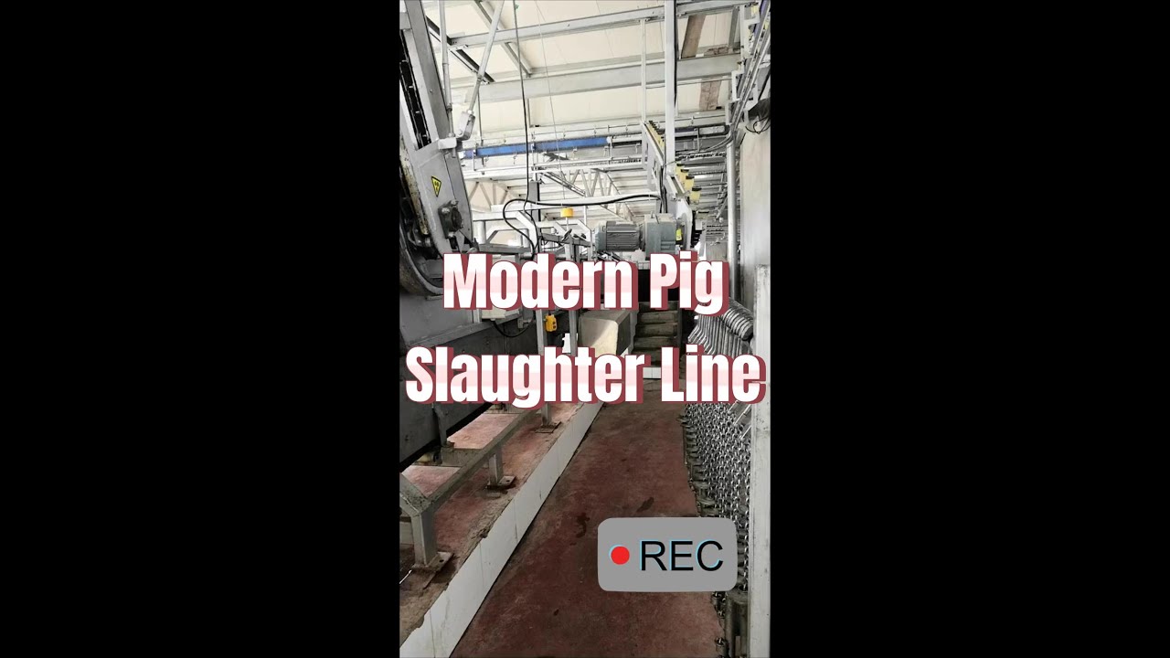 Modern pig abattoir slaughter line equipment hog slaughterhouse pork ...